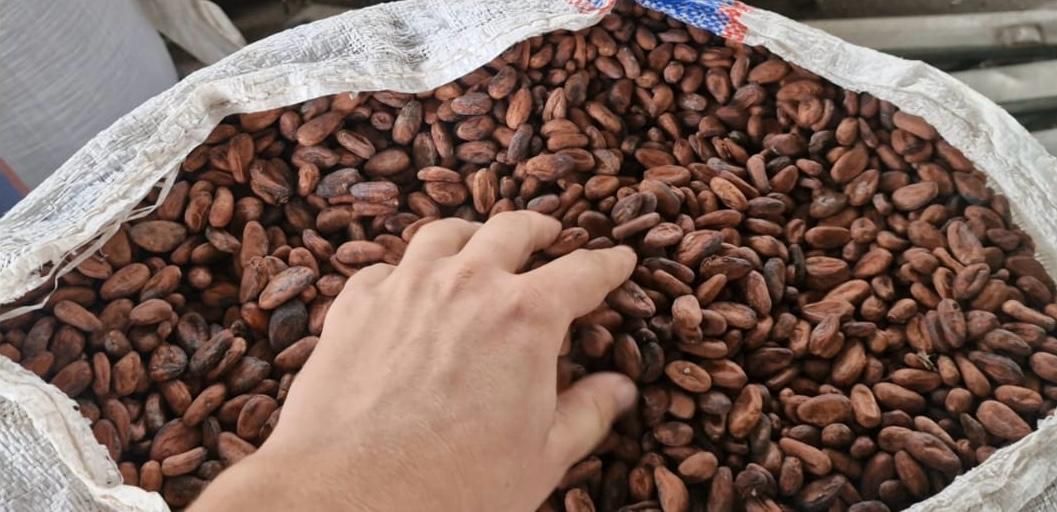 Buy Cocoa Beans from SUW GOODS WHOLESALERS L.L.C., Congo | Tradewheel.com