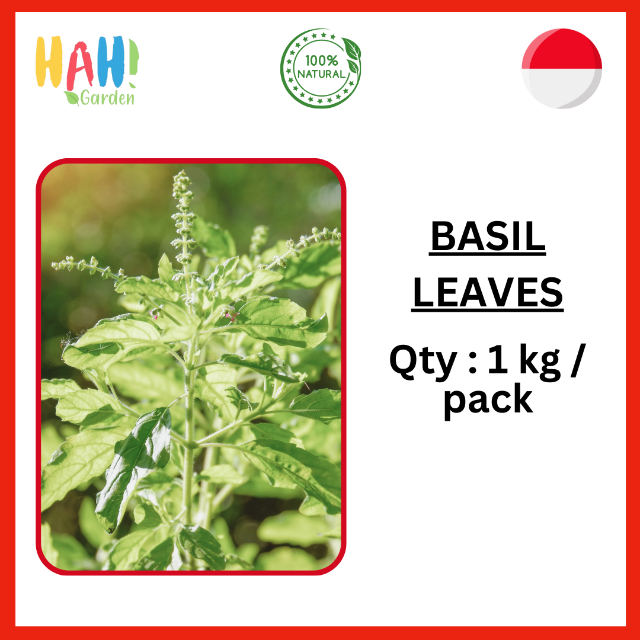 Buy Basil Leaves from Artha Natura Sentosa, Indonesia | Tradewheel.com