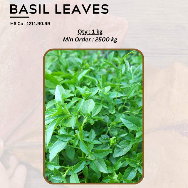Buy Basil Leaves from Artha Natura Sentosa, Indonesia | Tradewheel.com