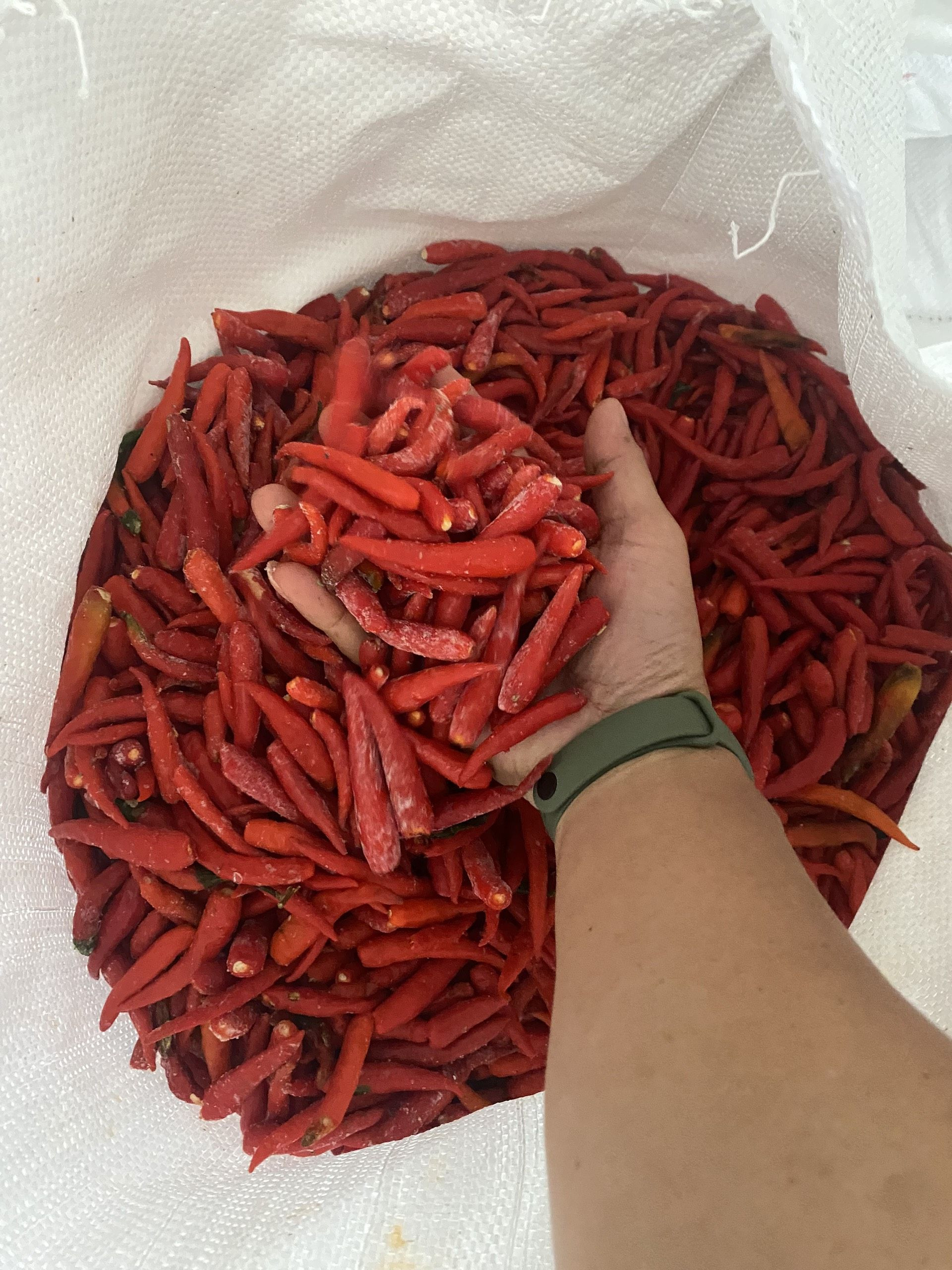 Buy Frozen Red Chili from Thinh Phat Co., Ltd, Vietnam | Tradewheel.com