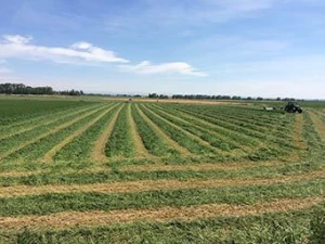 Buy Fodder / Alfalfa Stalks, Dried Alfalfa, Straw, Soybeans, Cottonseed ...