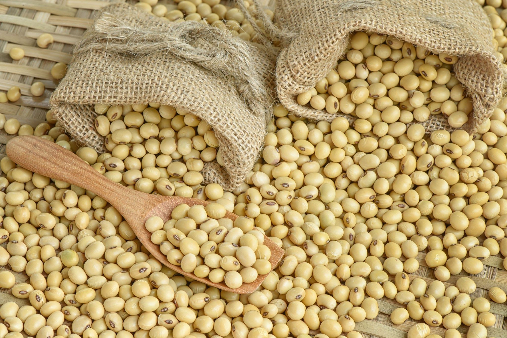 Buy Premium Quality Soya Beans For Soybean Importers from SAEBYGARD ...