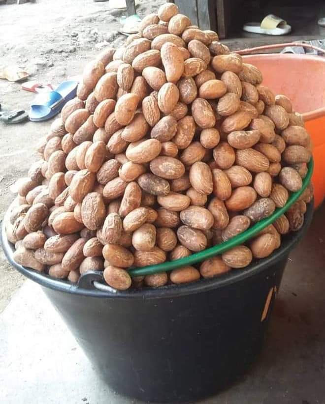 Buy Bitter Kola (garcinia Kola) from Lavazza Resources Limited, Nigeria ...
