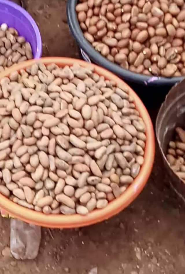 Buy Bitter Kola (garcinia Kola) from Lavazza Resources Limited, Nigeria ...