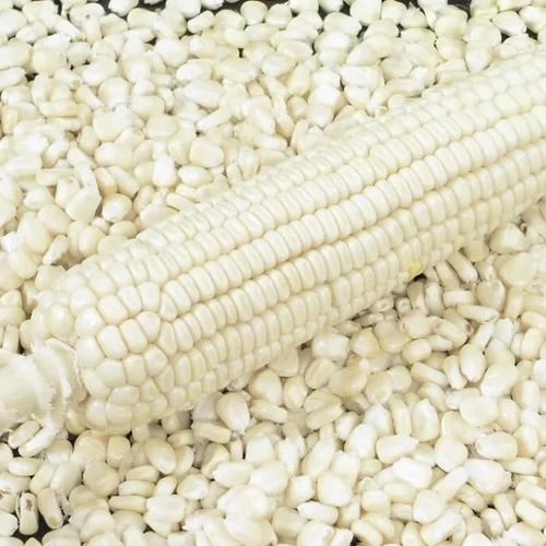 Buy Premium Non-gmo White Corn – Bulk Supply For Food & Feed Industries ...