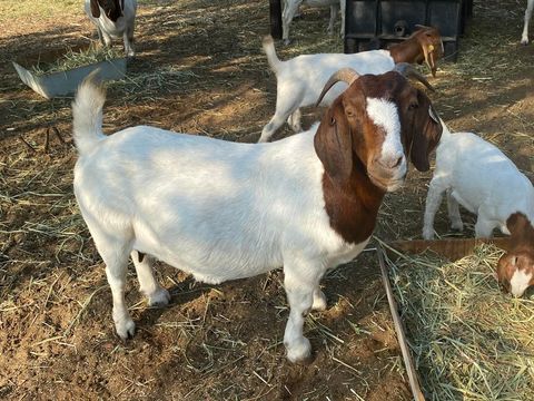 Buy Boer Goats / Saanen Goats / Anglo-nubian Goats from NK Agro Trade ...