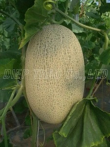 Buy Healthy Fresh Sweet Hami Melon In Vietnam. from DIEP THAO COMPANY ...
