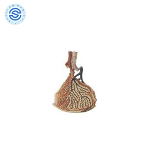 Buy Medical Science Colored Plastic Human Alveoli Model,pvc Magnified ...