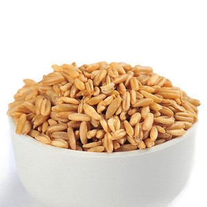Buy New High Quality Oats For Sale At Factory Prices Wholesale from HBK ...