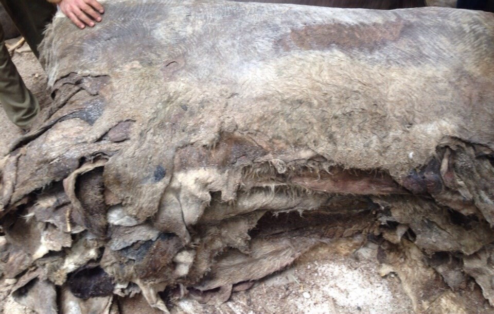 Buy Wet And Dry Salted Cow Hide Skin And Head from GC50 MARKETING ...