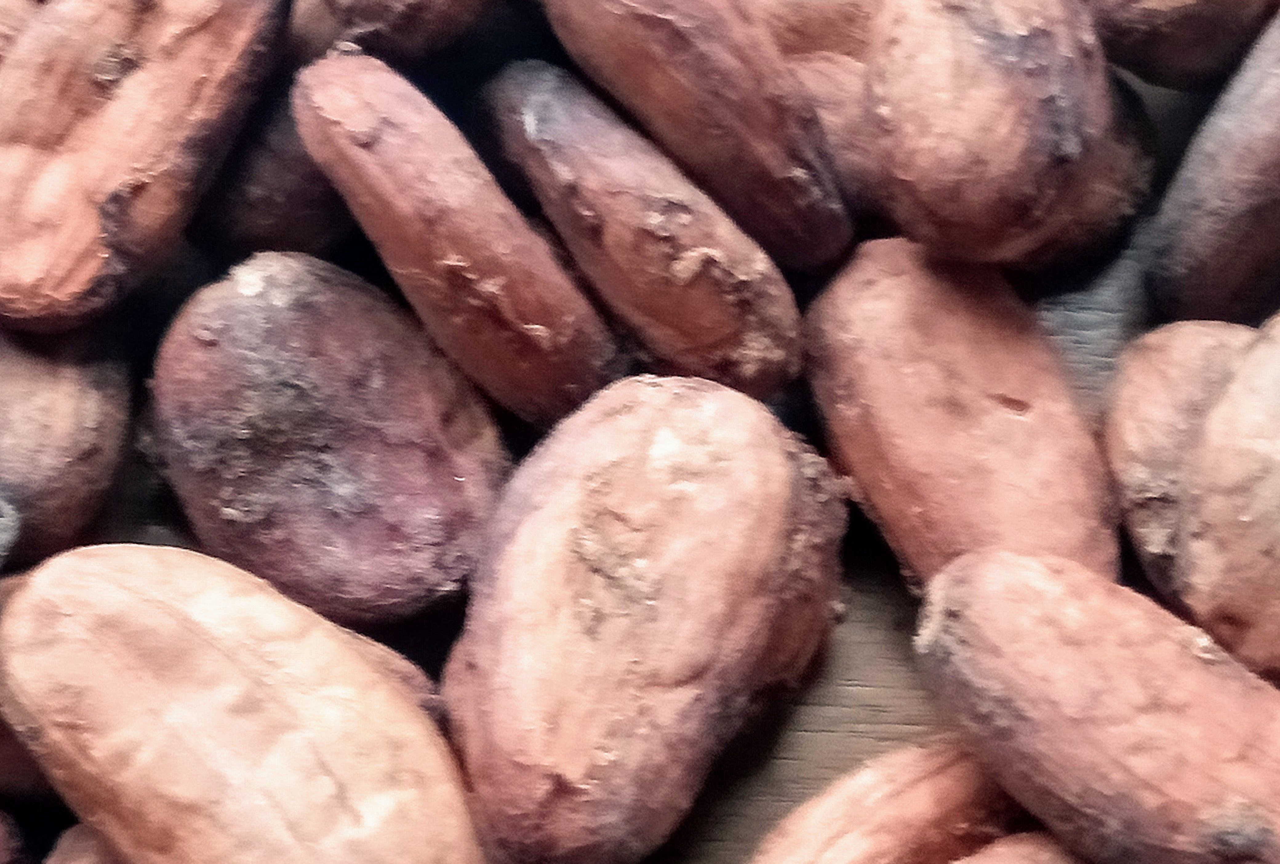 Buy Cocoa Beans Of Merchantable Quality from VIXXRA Companies Ltd ...