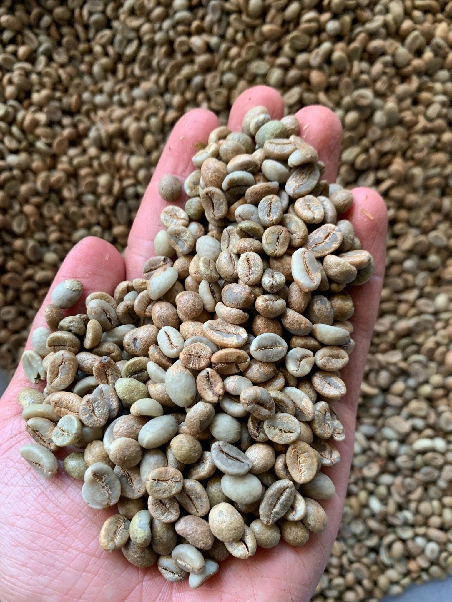 Buy Robusta Coffee Bean from Chloe, Vietnam | Tradewheel.com