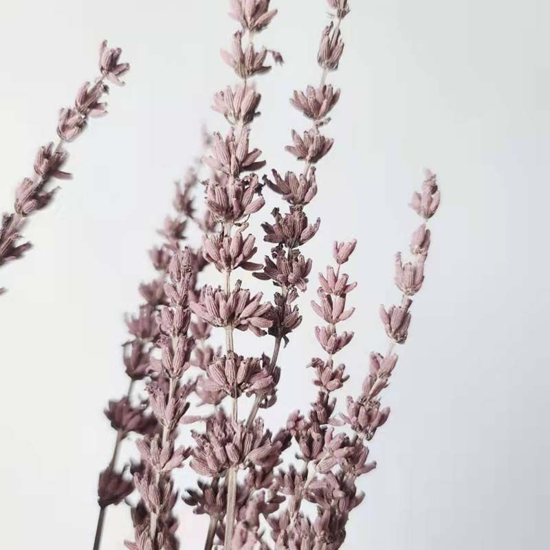 Buy 2022 New Hot Saller Natural Dried Lavender Flowers For Valentine's ...