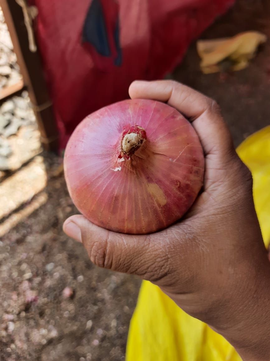 Buy Indian Fresh Onions from KANISHK EXPORTS, India | Tradewheel.com