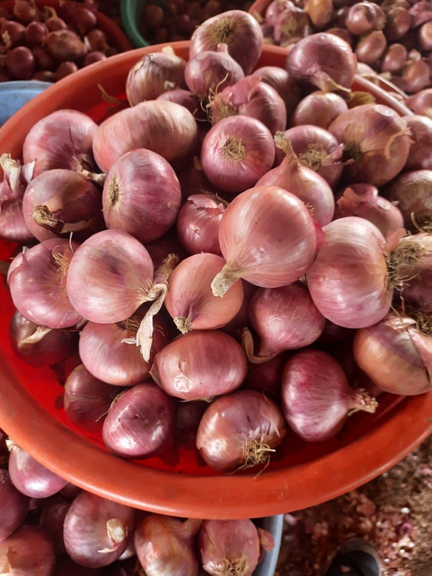 Buy Indian Fresh Onions from KANISHK EXPORTS, India | Tradewheel.com