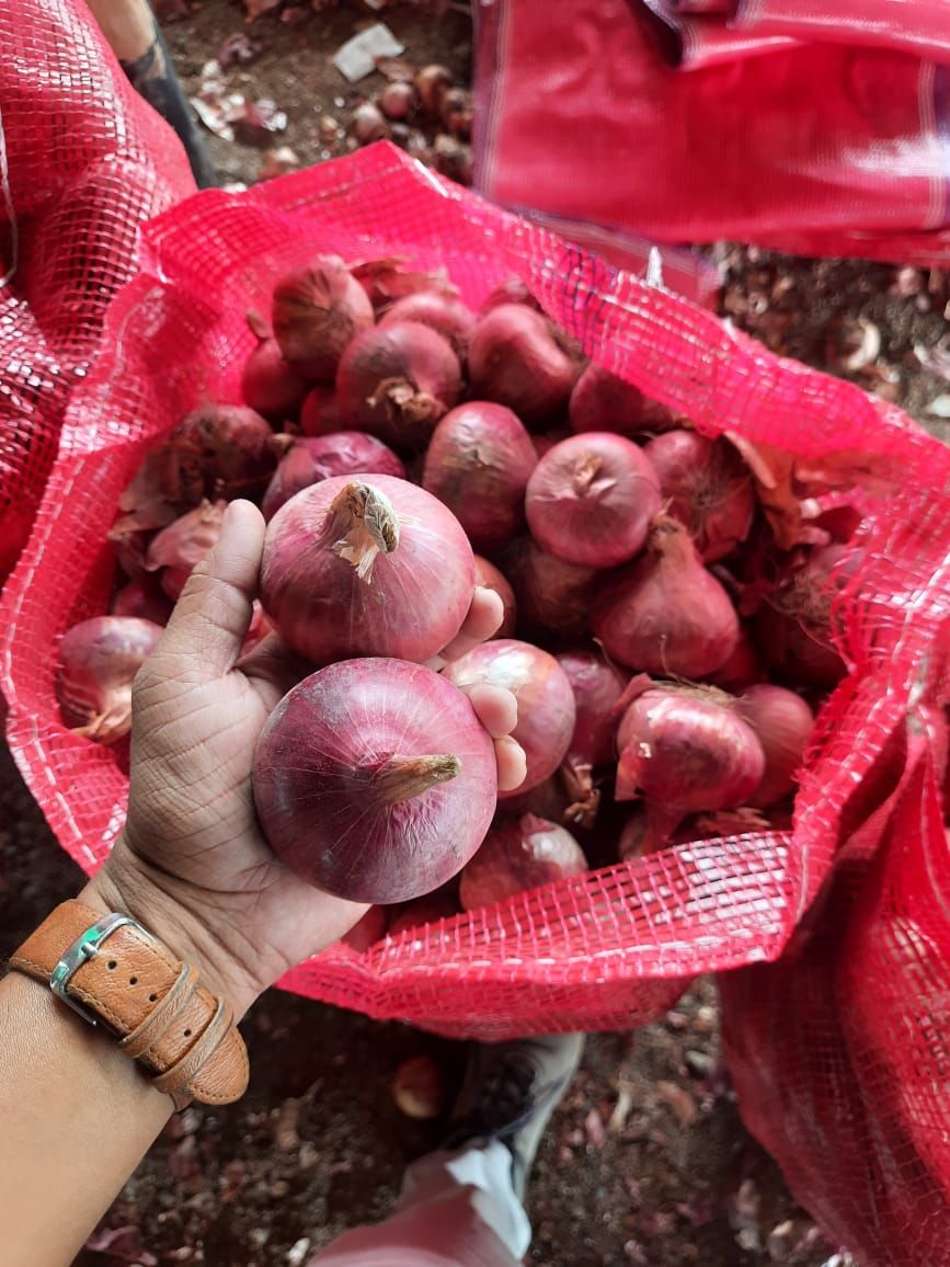 Buy Indian Fresh Onions from KANISHK EXPORTS, India | Tradewheel.com