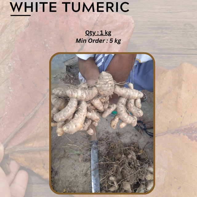 Buy White Tumeric from Artha Natura Sentosa, Indonesia | Tradewheel.com