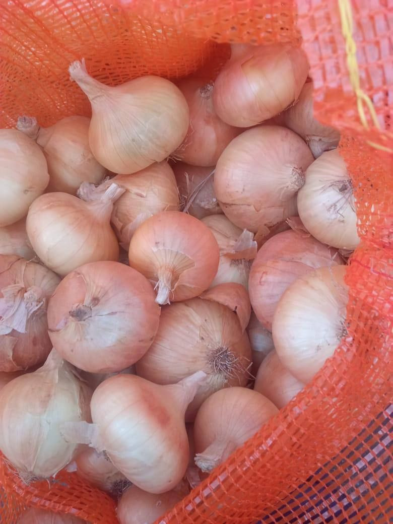 Buy Onion Yellow, Grade A from Greenpoint Import & Export, Egypt ...