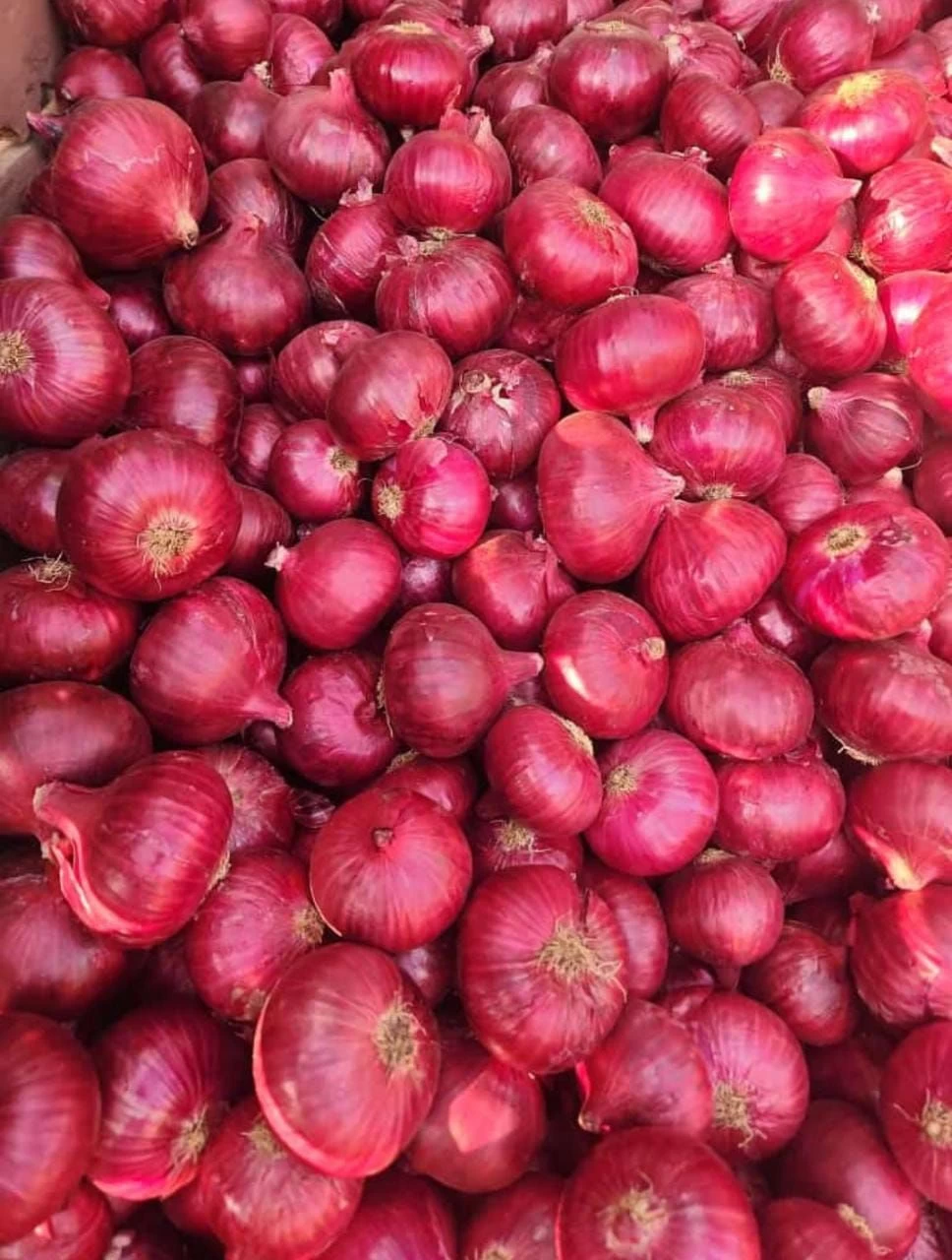 Buy Red Onion from SHRIANSH OVERSEAS, India | Tradewheel.com