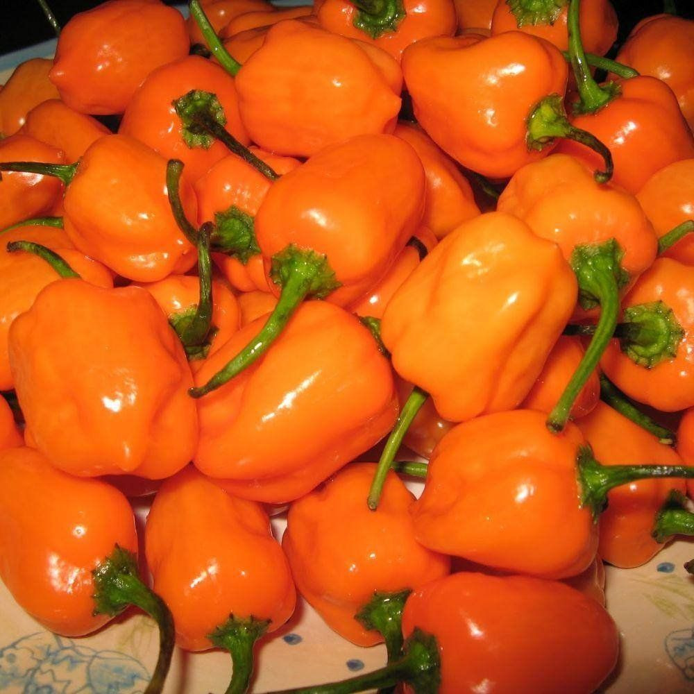Buy Fresh Cayenne Pepper from si-holdingaps, USA | Tradewheel.com