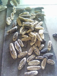 Buy Dried Sea Cucumber Elephants Trunk Fish from SS MERCHANDISE PTY LTD ...