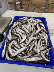 Buy Frozen Iceland Capelin / Grade A - 16% Roe, High Female % from SUBO ...