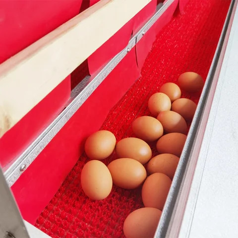 Buy Poultry Helper Automatic Free Range Backyard Best Chicken Nesting ...