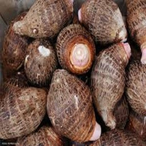 Buy Taro Root Fresh Taro Export Standard Price For Sale Hig from CHM G ...