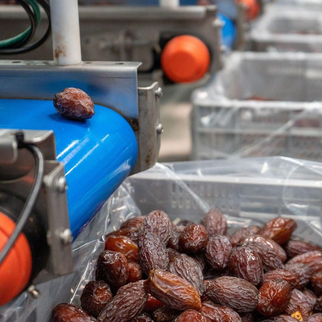 Buy Seedless Fresh & Dried Dates – Soft, Sweet & Easy To Use from ...