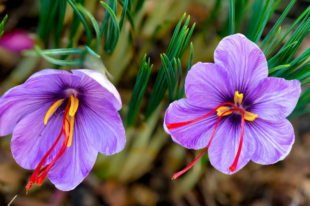 Buy Premium Afghan Saffron – Super Negin, Iso 3632 Certified from ...