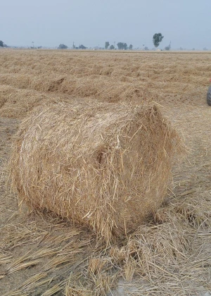 Buy Wheat Straw from RK ENTERPRISES, India | Tradewheel.com