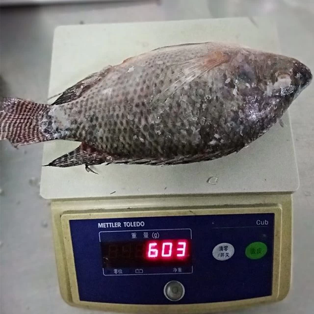 Buy High Quality Iqf Live Tilapia Fish Frozen Fish Food Tilapia 40% ...