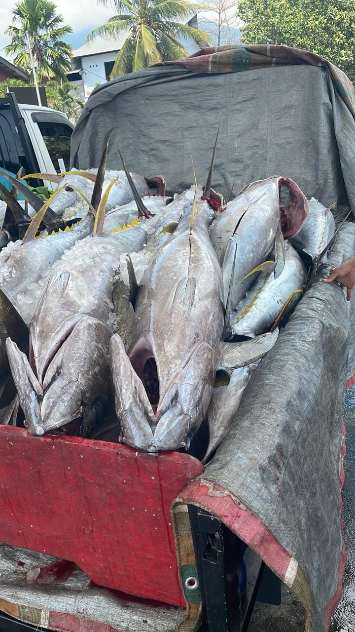Buy Tuna from PT. Reka Undagi Angkasa, Indonesia | Tradewheel.com