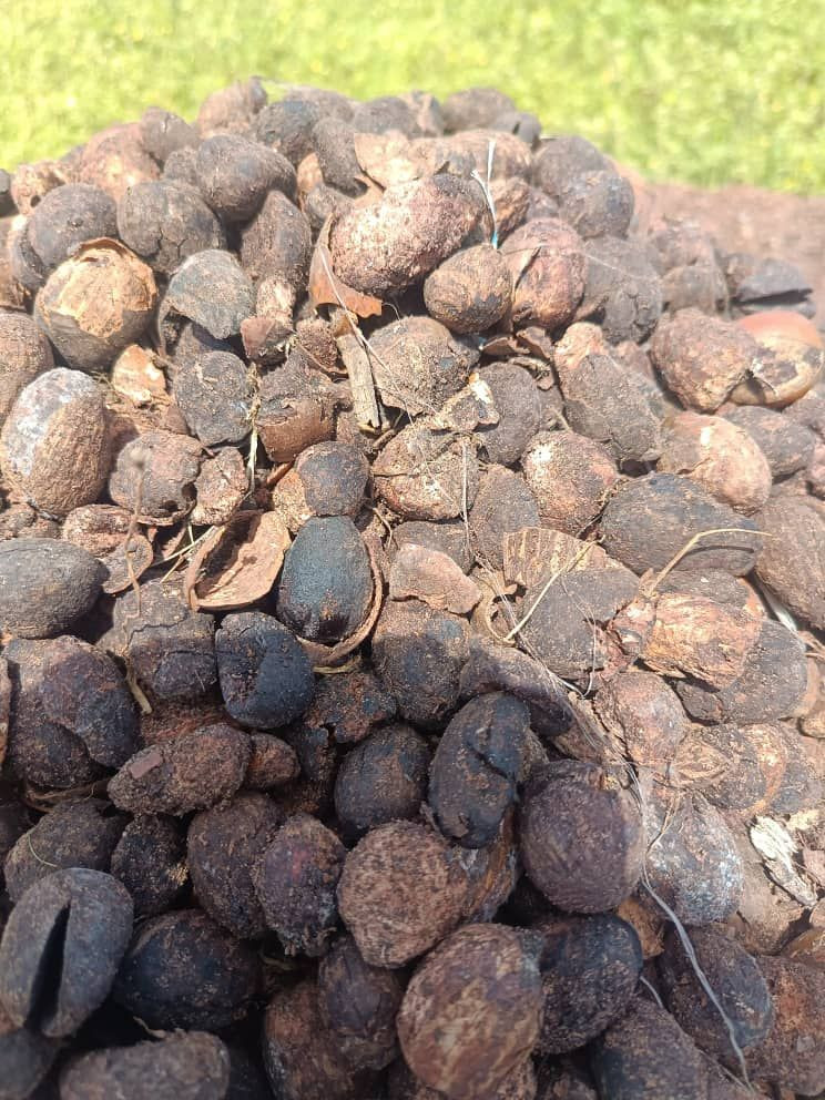 Buy Shea Nut from Prole Farmers Ltd, Nigeria | Tradewheel.com