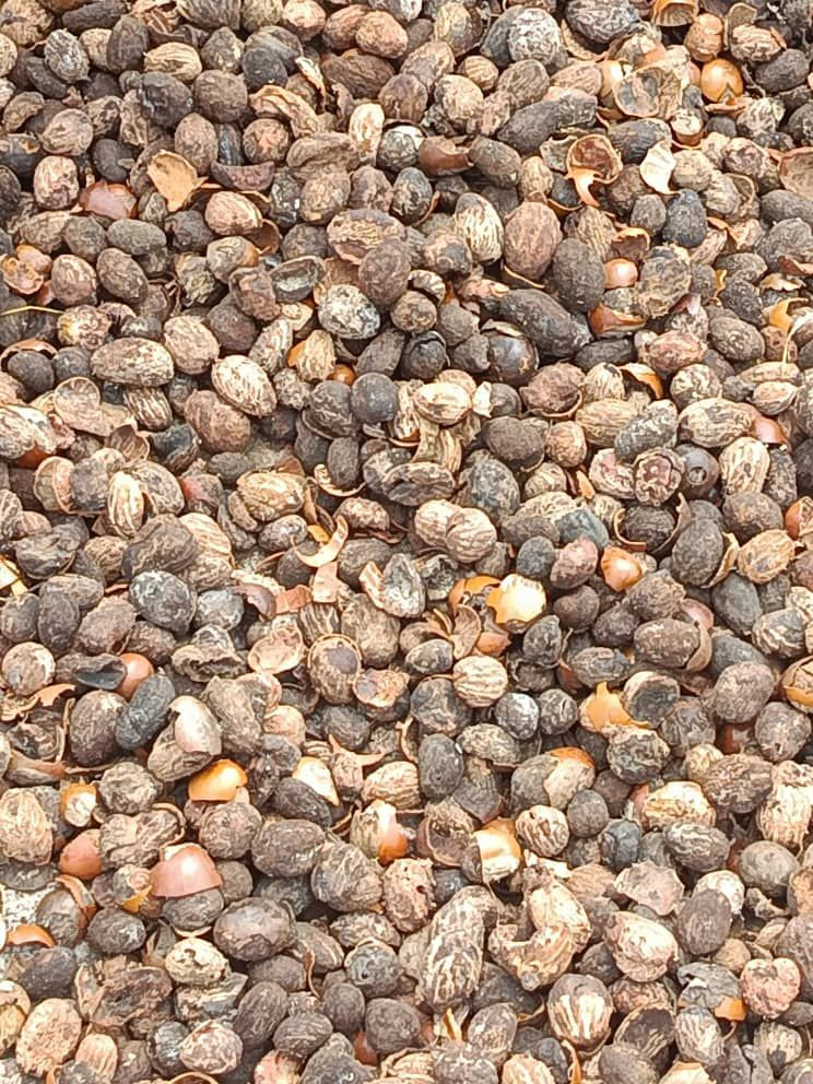 Buy Shea Nut from Prole Farmers Ltd, Nigeria | Tradewheel.com