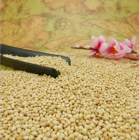 Buy Natural Little Unpolished White Millet For Food Processing from ...