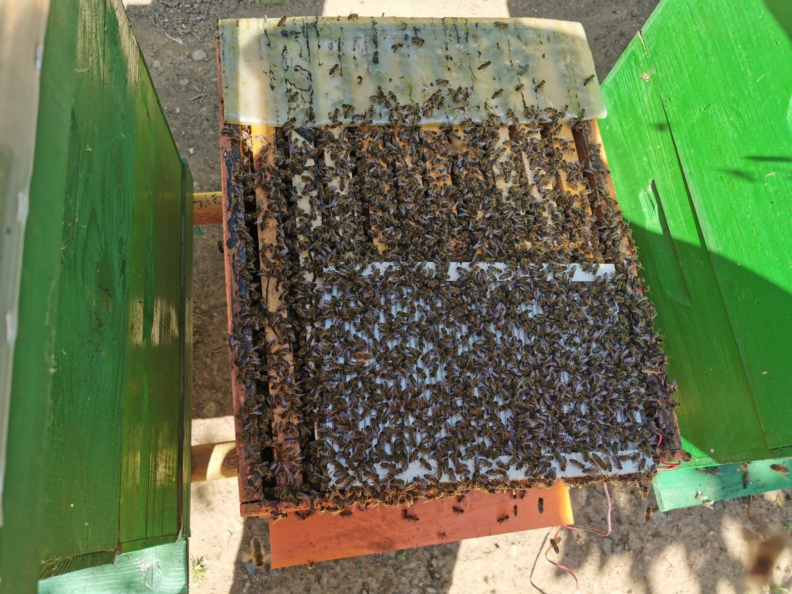 Buy Bee Venom - Apitoxin from Organic Balkan Ltd export - import ...