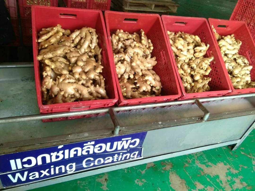 Buy Thailand Fresh Ginger Hot Sale Ginger Fresh from HASAN & BONO ...