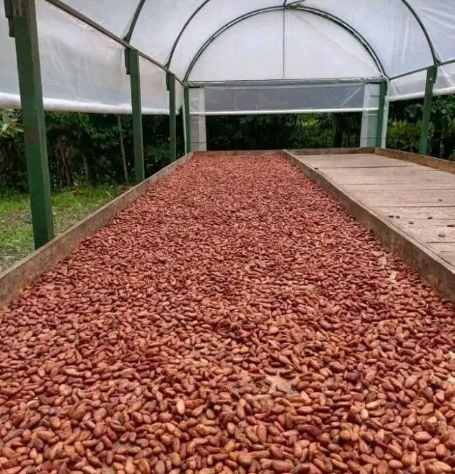 Buy Cocoa Beans from MY COCOA, Cameroon | Tradewheel.com
