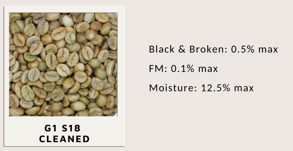 Buy Robusta Green Coffee Bean Grade 1 Screen 18 Clean from Foodmax ...