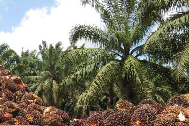 Buy Crude Unrefined Palm Oil from Cameroon Agricultural Company Ltd ...