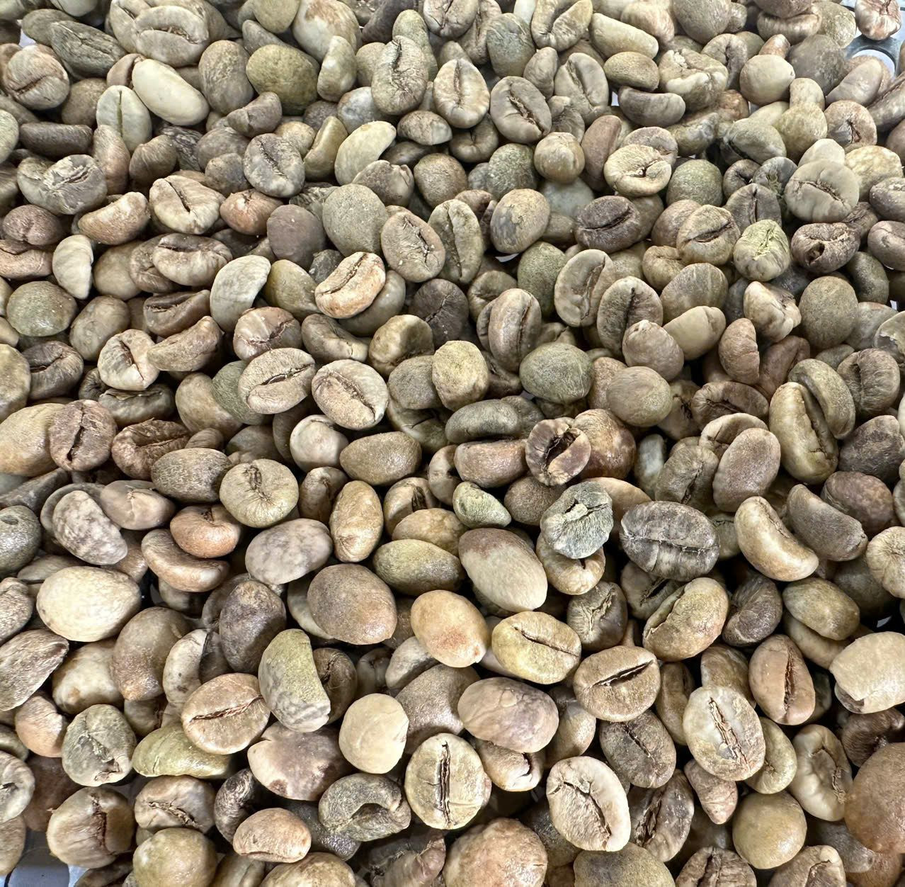 Buy Robusta Green Coffee Bean Grade 1 Screen 18 Clean from Foodmax ...