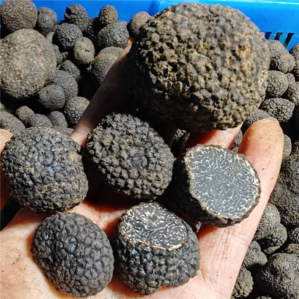 Buy Fresh Truffle Fresh Black Truffles From China Tuber Indicum from ...