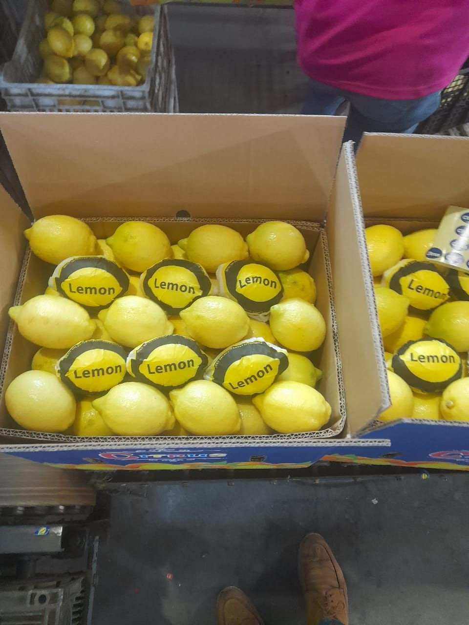 Buy Lemon from FAIR GROUP, Egypt | Tradewheel.com