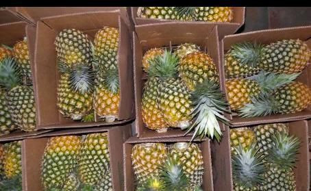 Buy Organic Pineapple From Uganda $2.50 Per Kilo from Muvule, Uganda ...