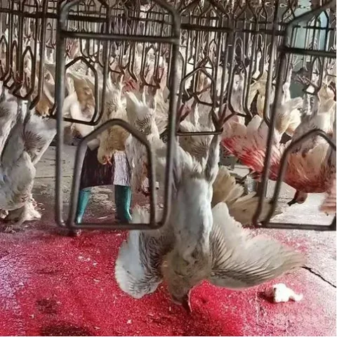 Buy Automatic Poultry Mini Chicken Slaughtering Machine Line House ...