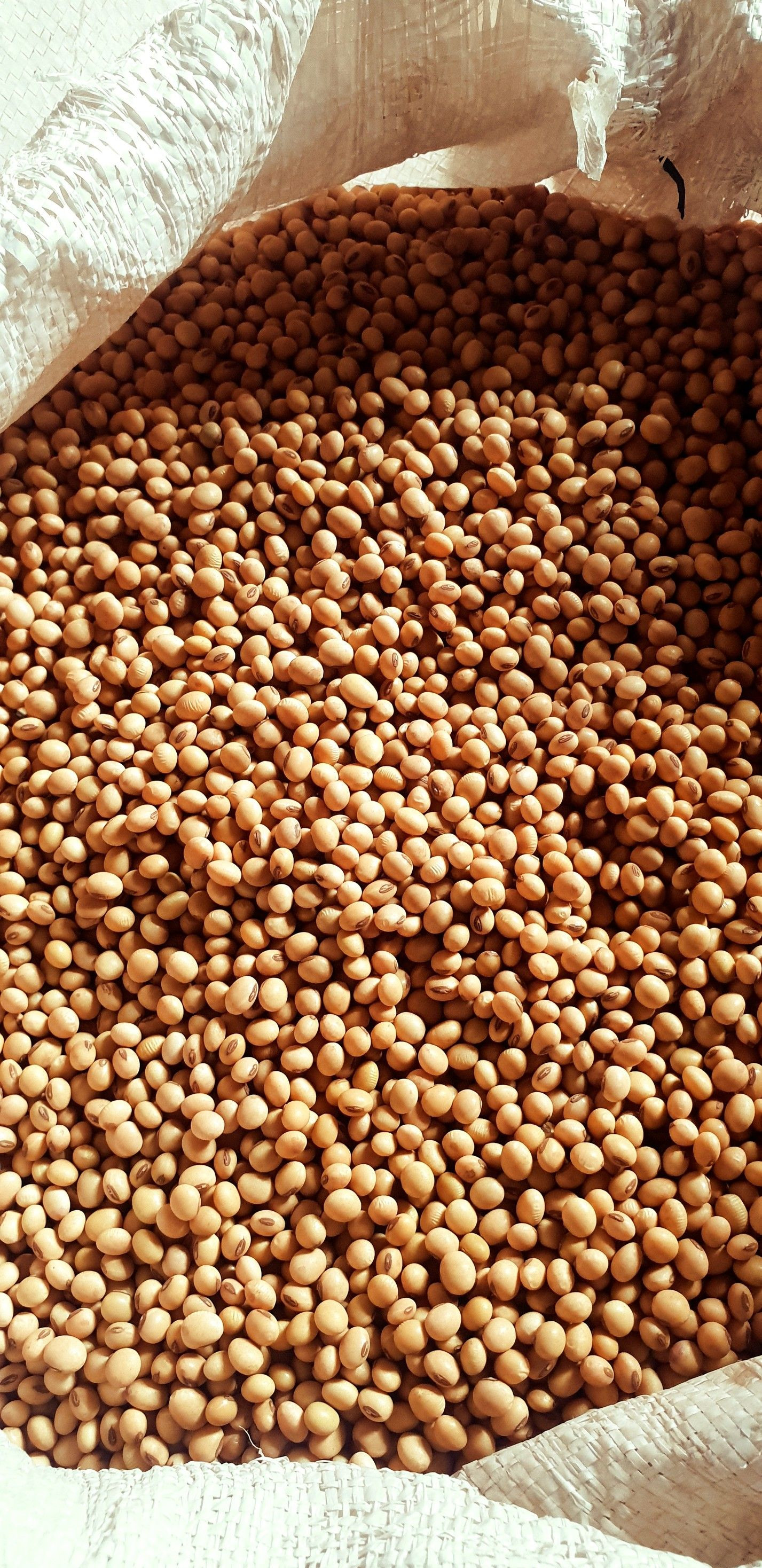 Buy Grade Non-gmo Yellow Soybeans from jaruwan, Tanzania | Tradewheel.com