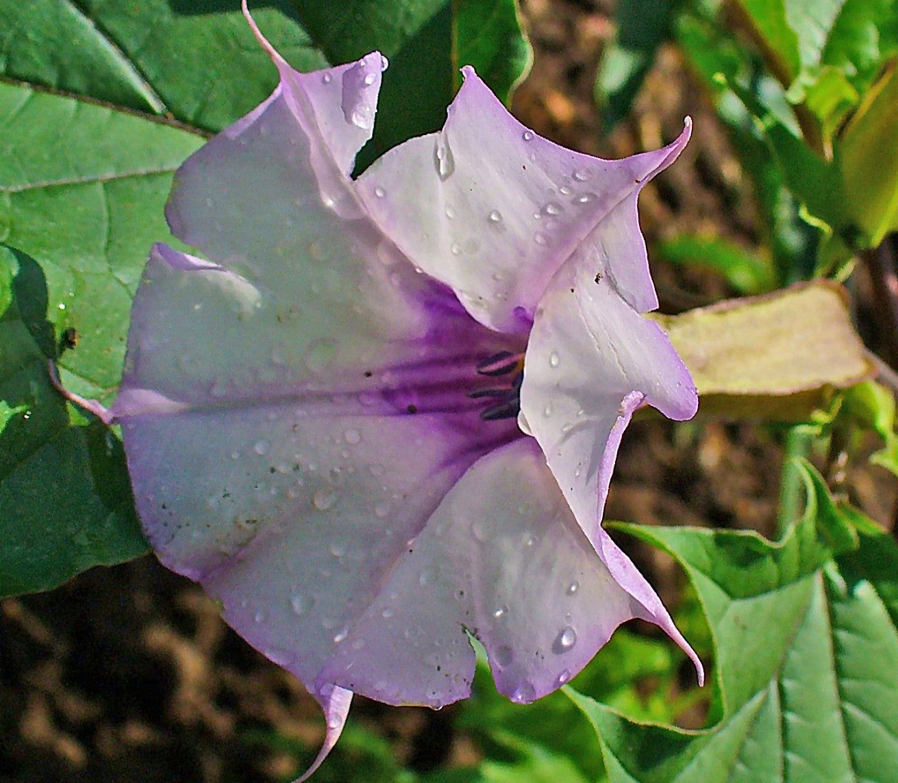 Buy Datura Seeds from Ramen Lads INC, USA | Tradewheel.com