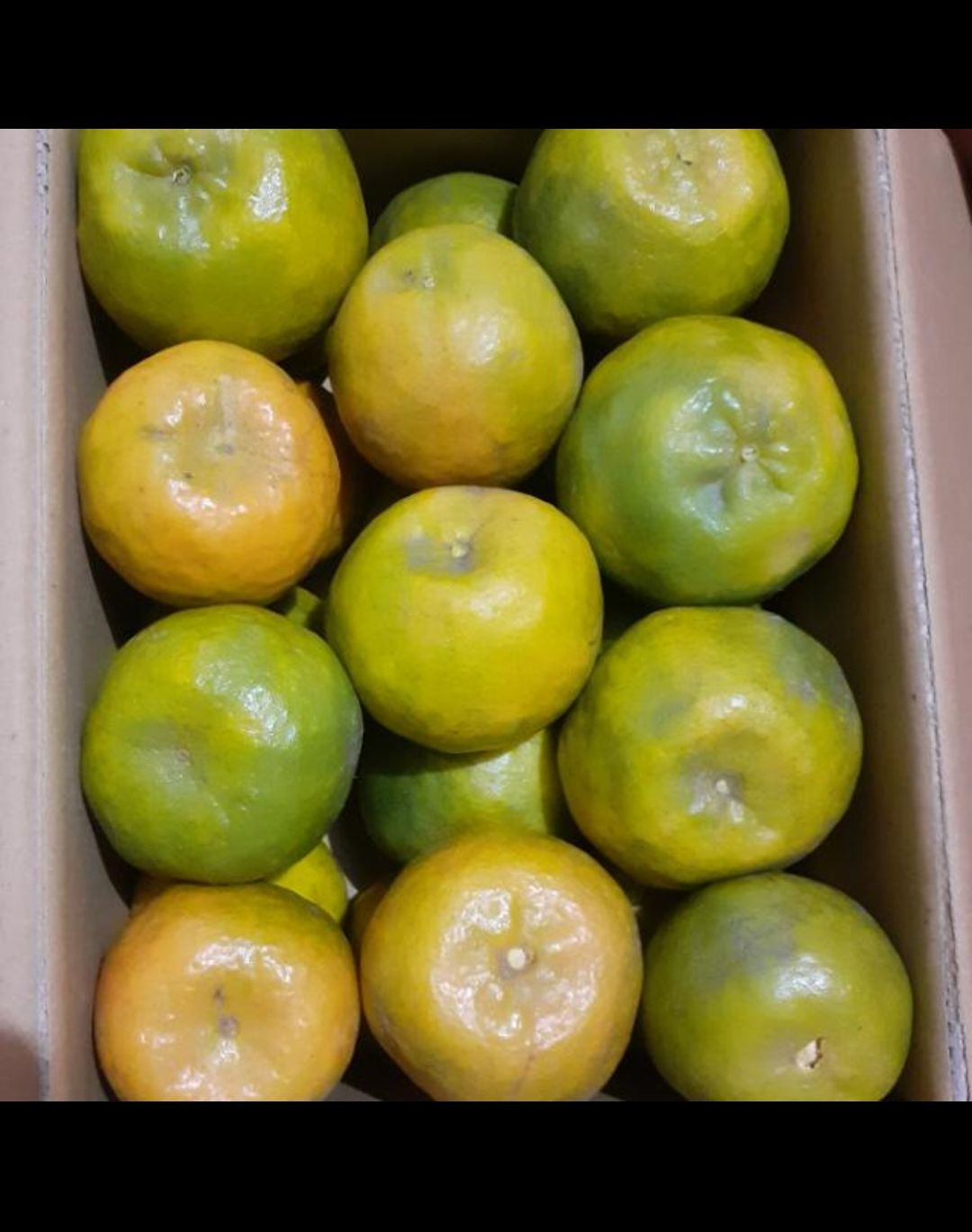 Buy Export Quality Fresh Oranges from Nagpuri Orange stuff, India ...