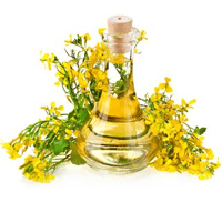 Buy Rapeseed Oil – Unrefined from WTZ GMBH, Germany | Tradewheel.com